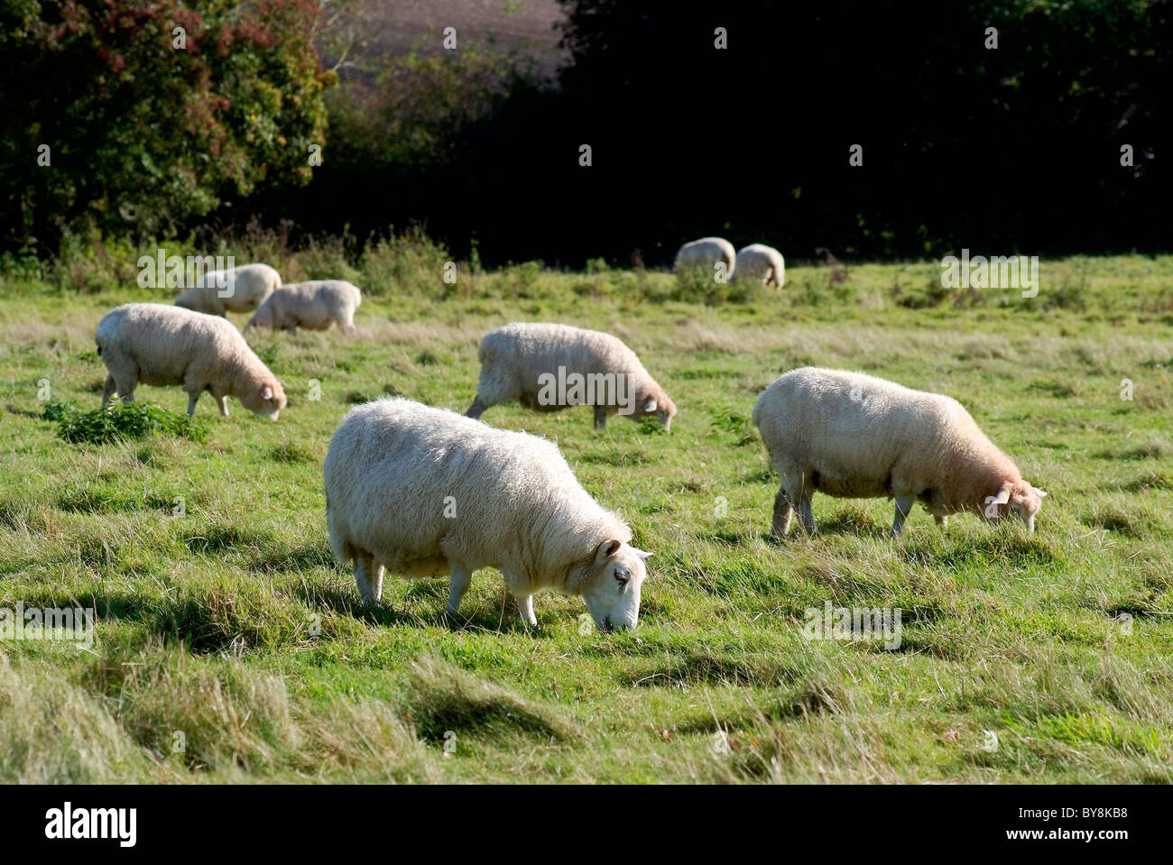 Sheep in field Stock Photo - Alamy