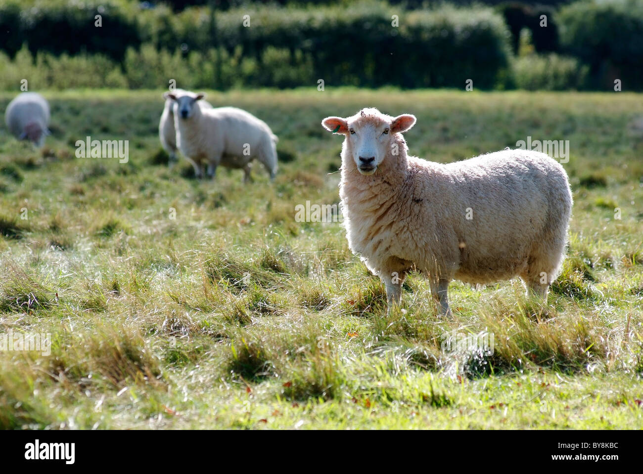 Sheep in field Stock Photo - Alamy
