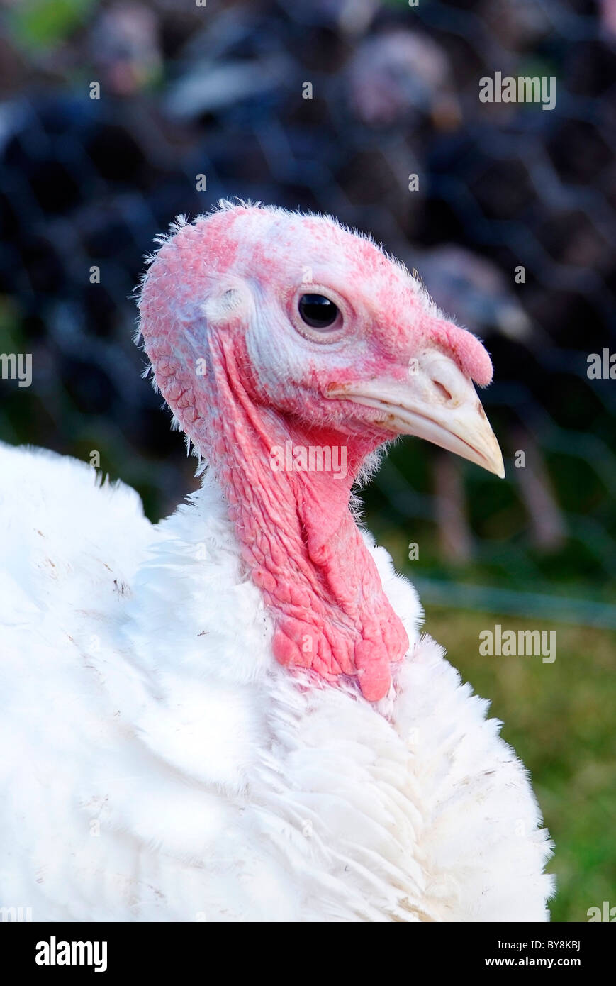 Young White Turkeys Stock Photo - Alamy