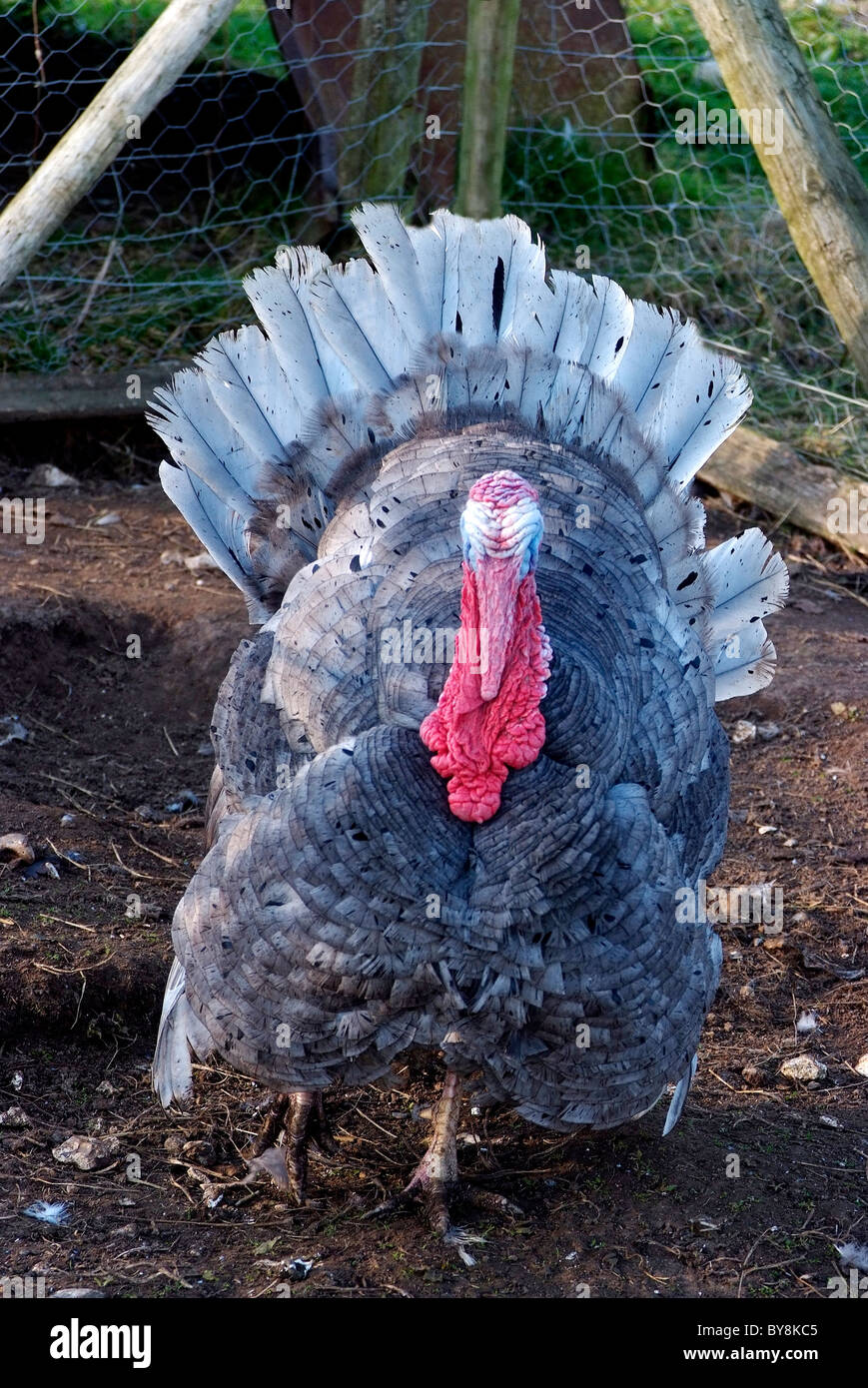 Male Grey Turkey Stock Photo - Alamy