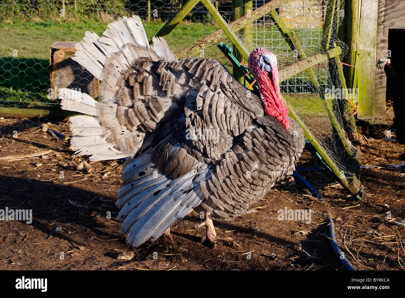 Turkey bird uk grey hi-res stock photography and images - Alamy