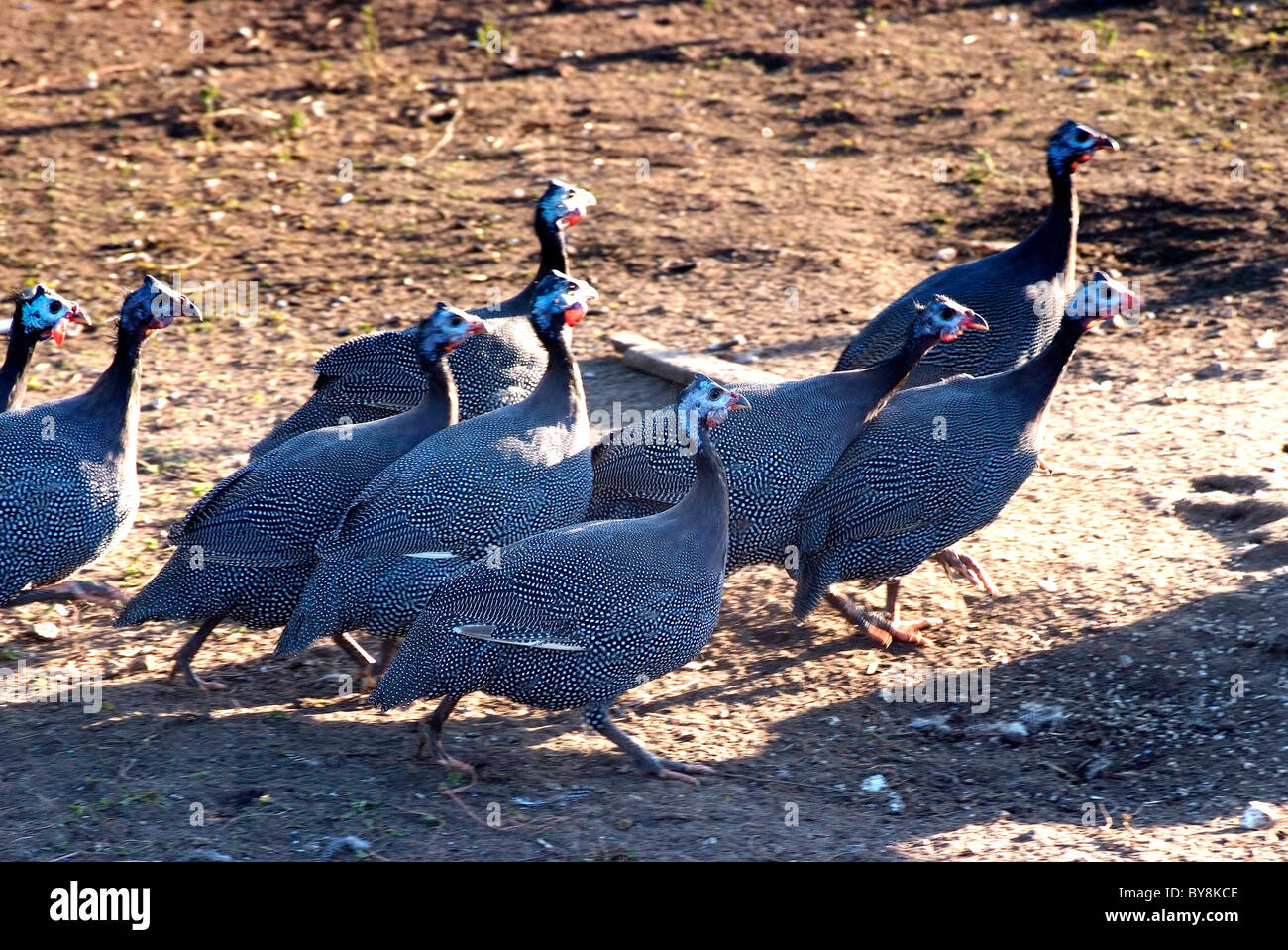 Free running farm bird hi-res stock photography and images - Alamy