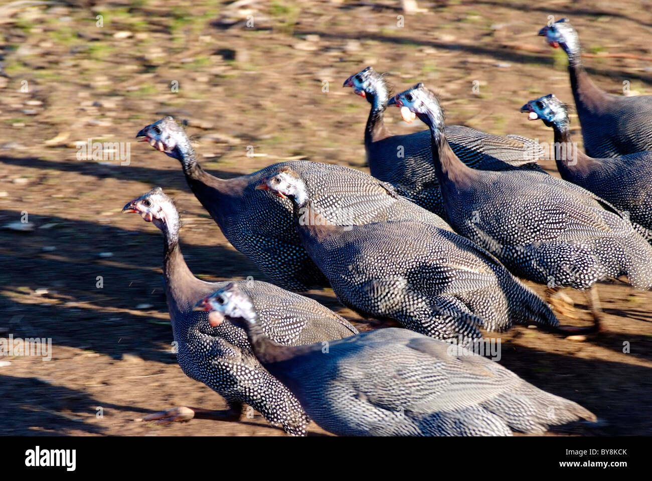 Free running farm bird hi-res stock photography and images - Alamy