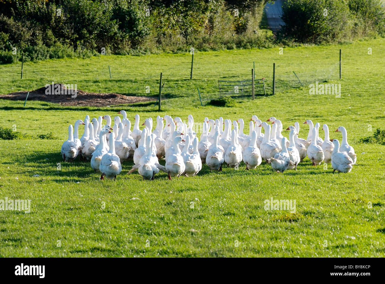 Geese farm uk hi-res stock photography and images - Alamy