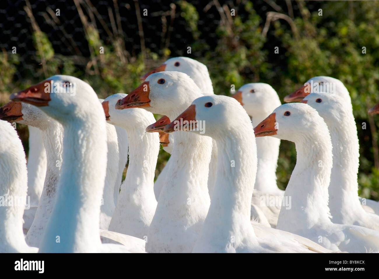 Free range geese Stock Photo - Alamy