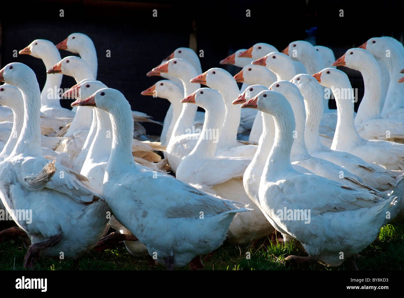 Free range geese Stock Photo - Alamy