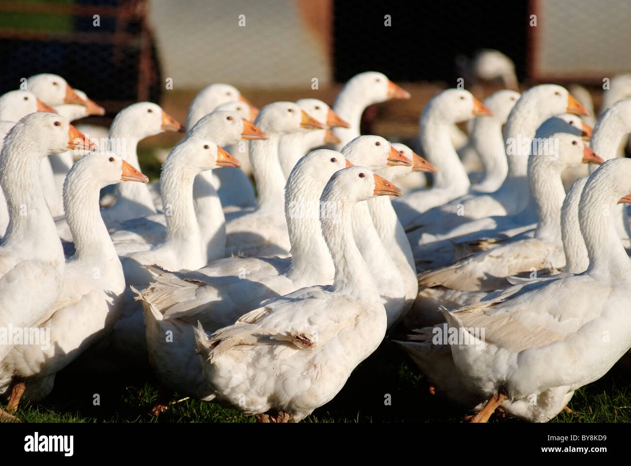 Free range geese Stock Photo - Alamy