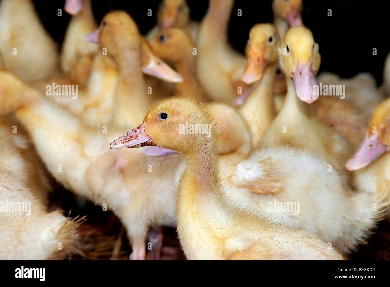 Game duck hi-res stock photography and images - Alamy