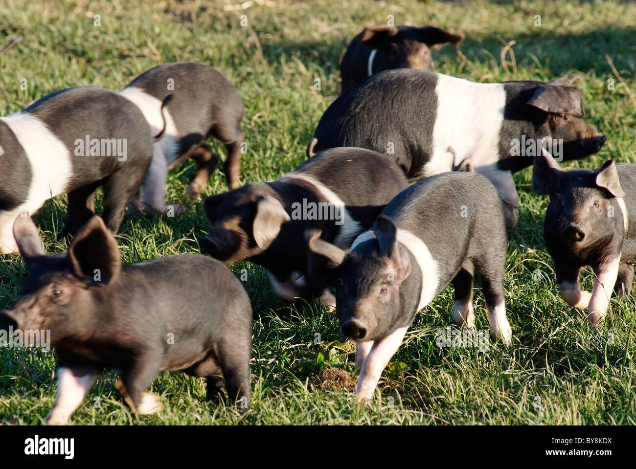 Pink piglets hi-res stock photography and images - Alamy