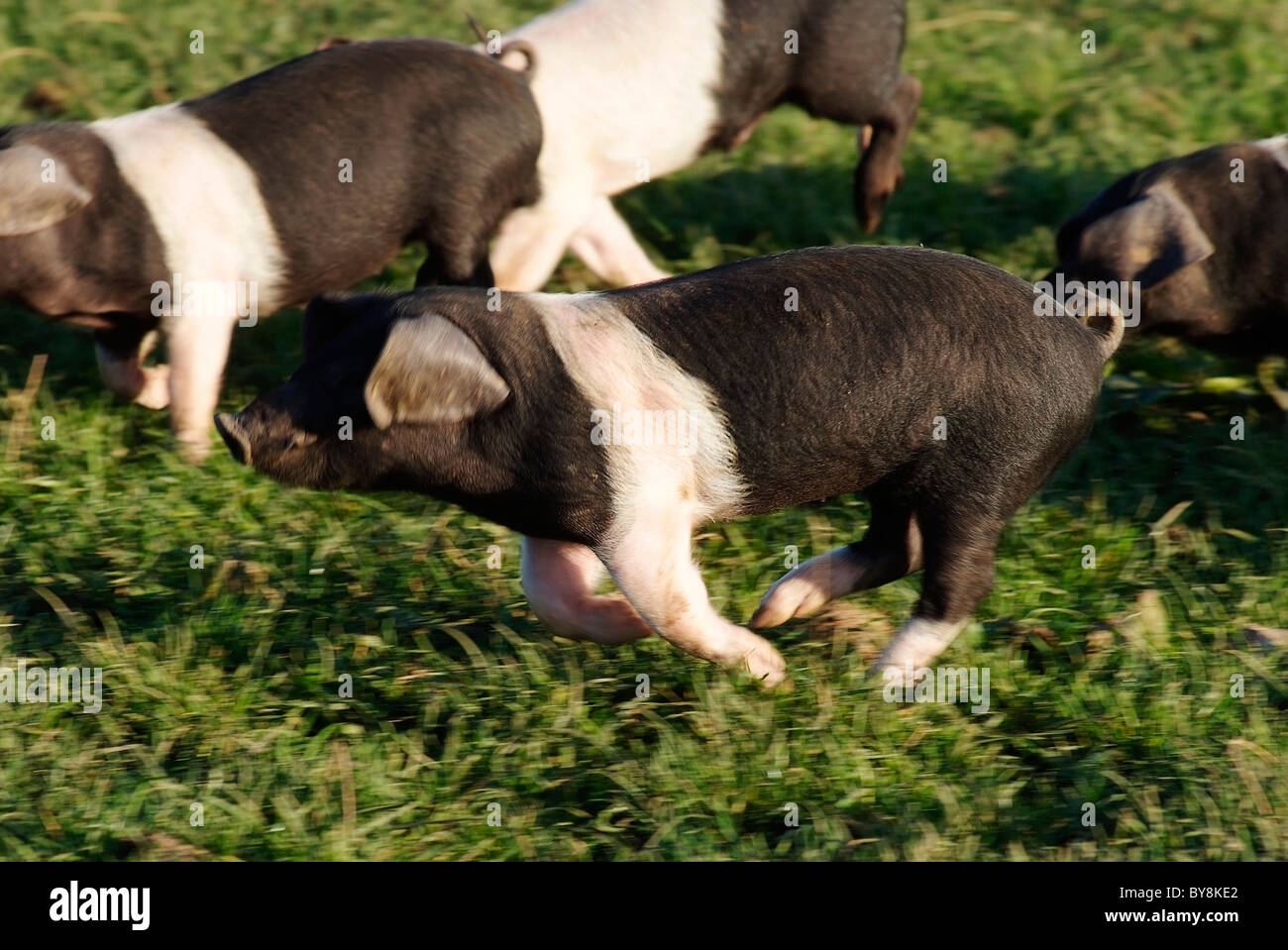 Pink piglets hi-res stock photography and images - Alamy