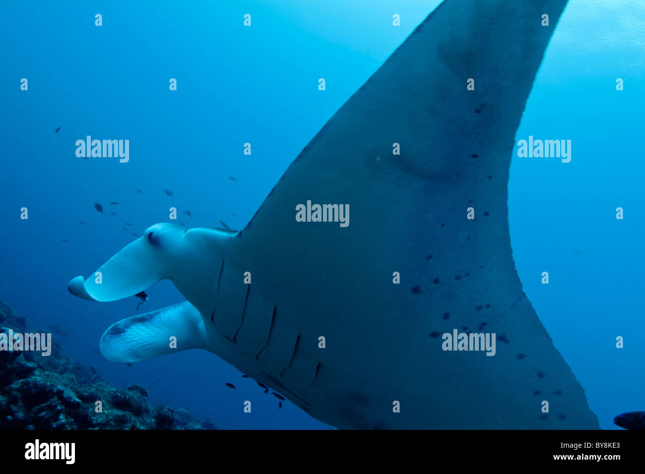 Underside of a giant manta ray (manta birostris), Maldives Stock Photo ...