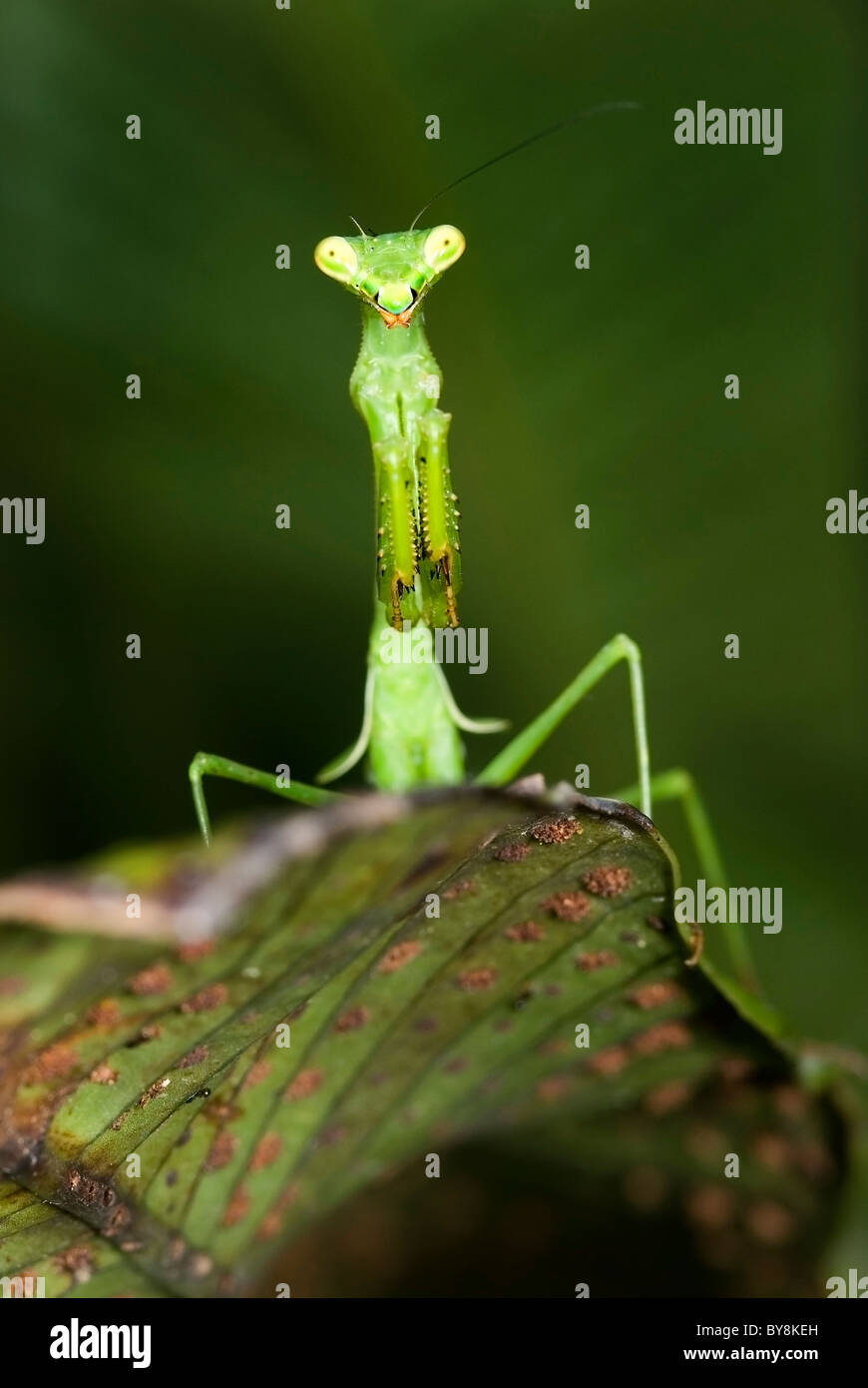 Praying mantis "Stagmatoptera sp." from Costa Rica Stock Photo - Alamy