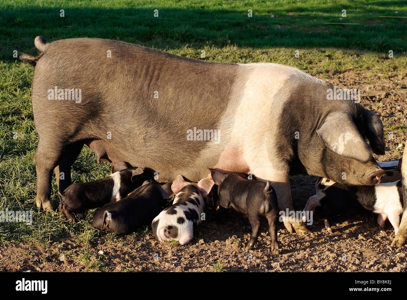 Pig feeding piglets hi-res stock photography and images - Alamy