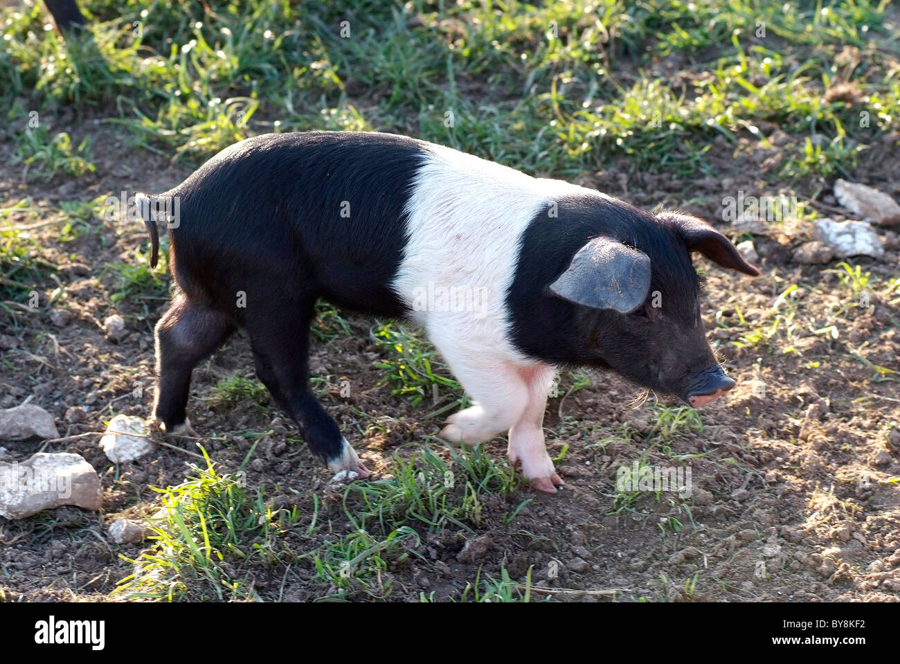 Piglet farm feeding hi-res stock photography and images - Alamy