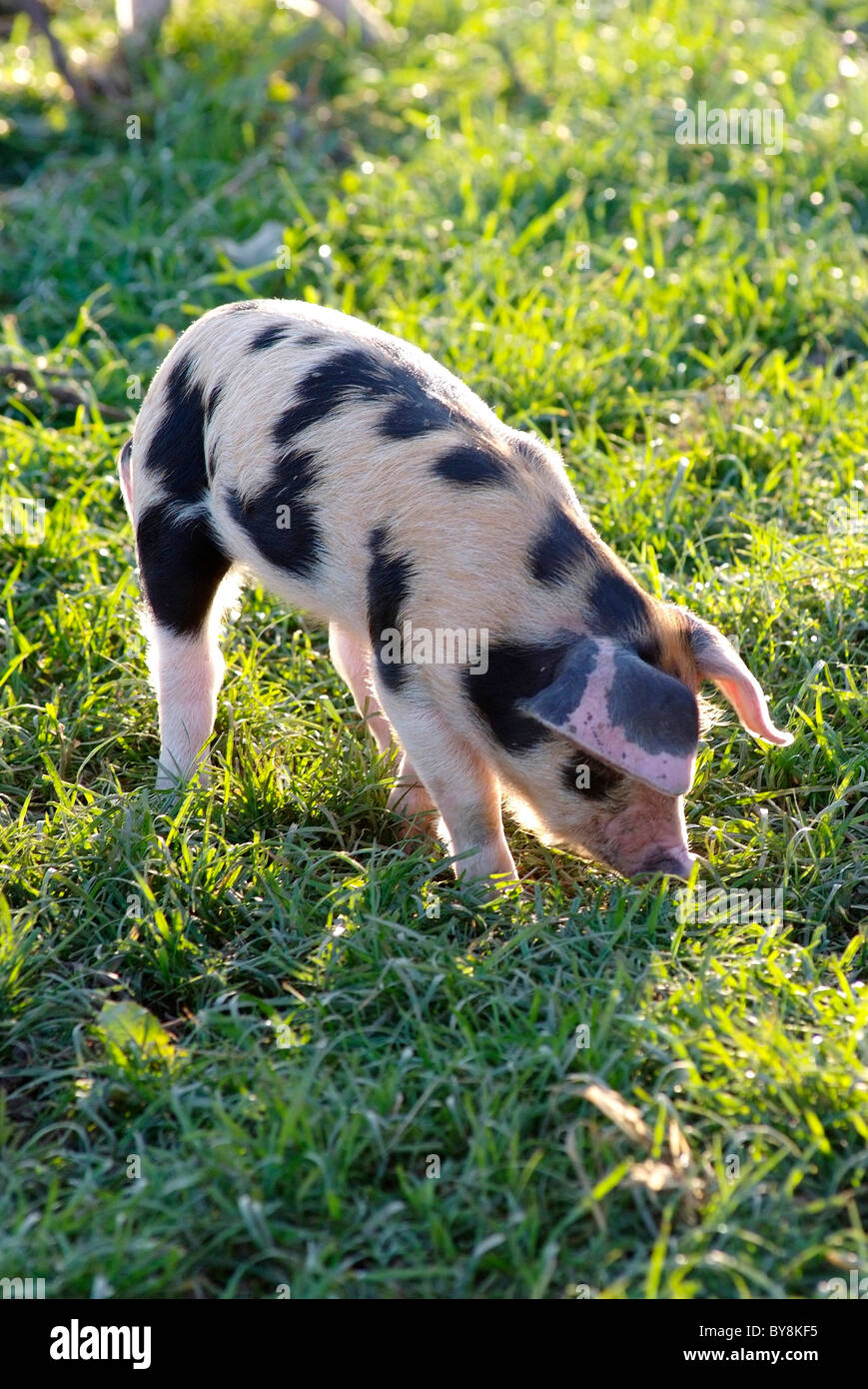 Pink piglets hi-res stock photography and images - Alamy