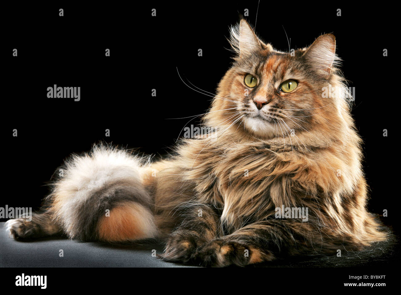 Main Coon cat on black Stock Photo - Alamy