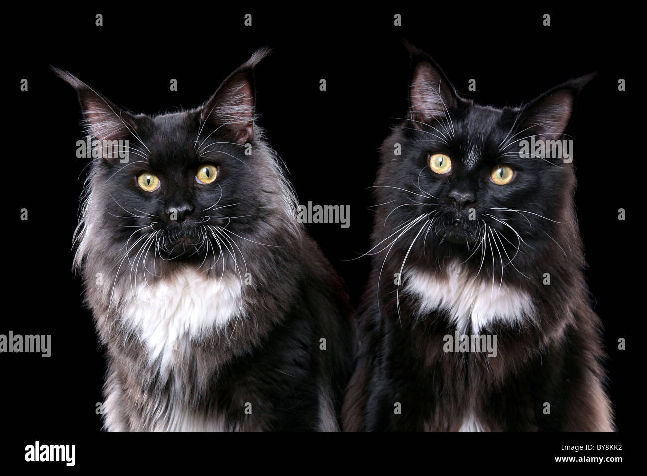 Two Main Coon cats on black Stock Photo - Alamy