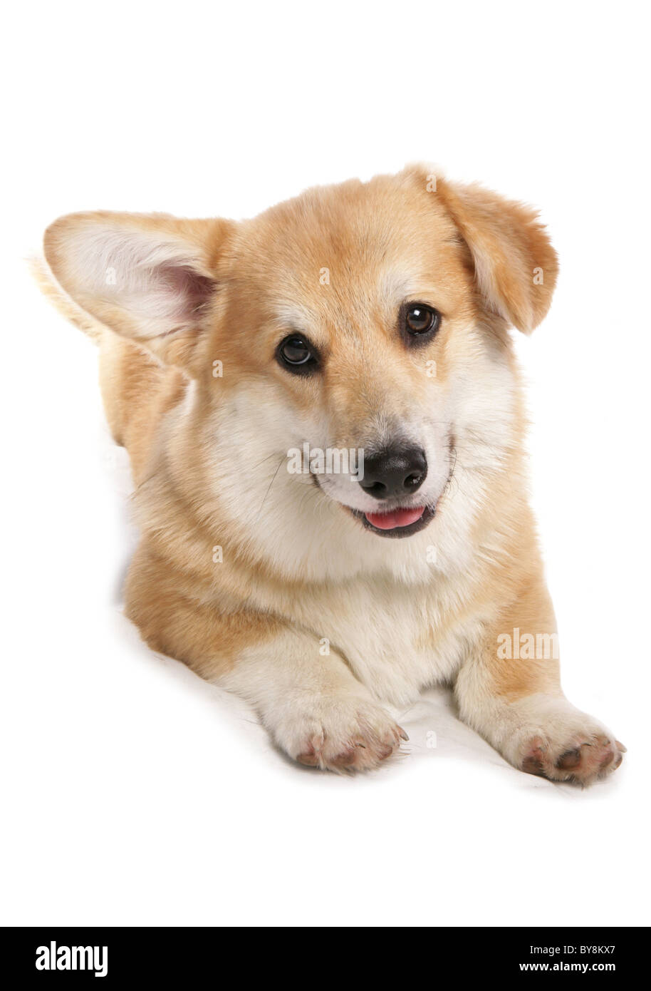 Welsh Corgi Single adult laying Studio, UK Stock Photo - Alamy