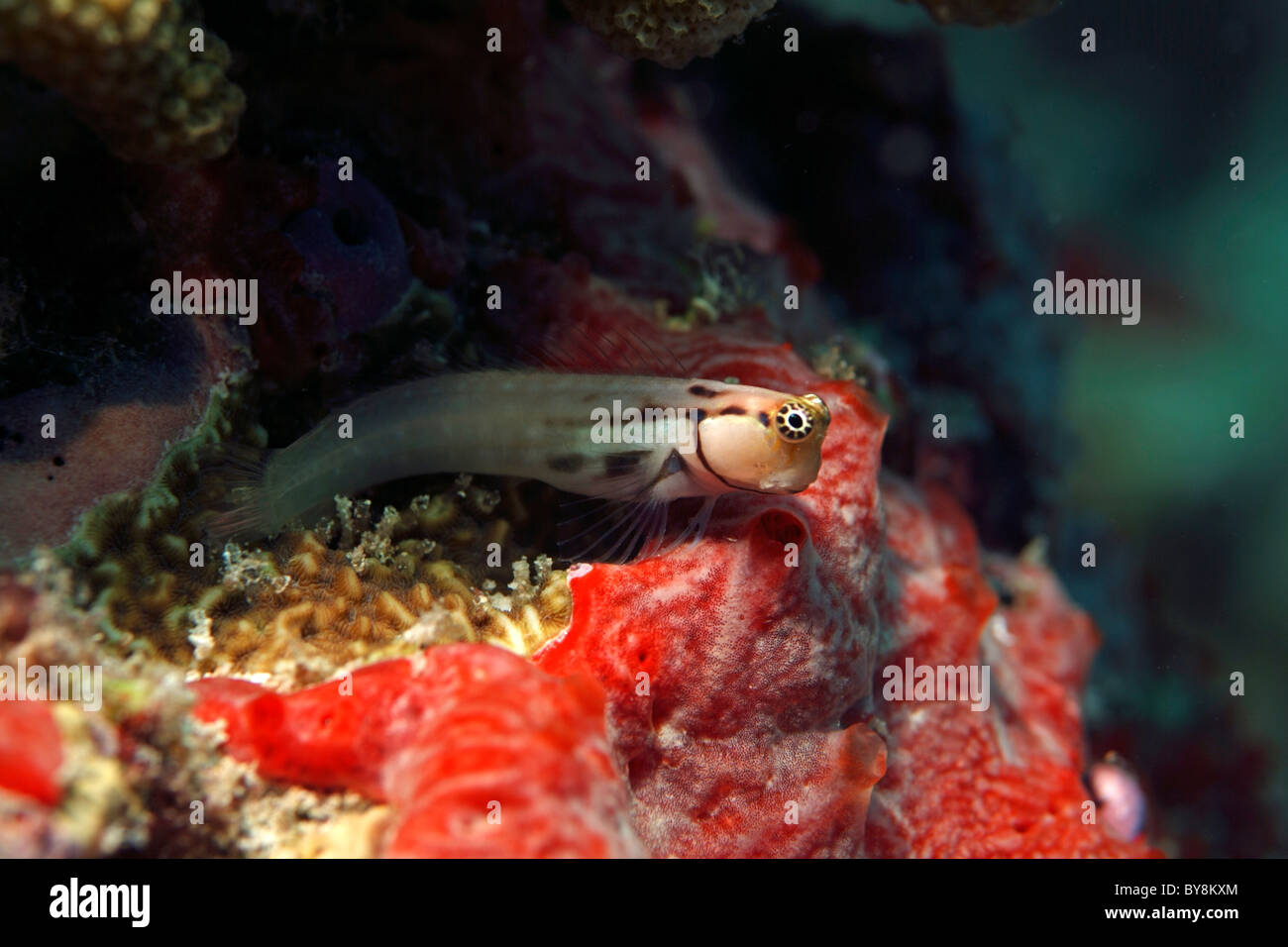 Small Combtooth Blenny (Ecsenius minutus) hiding in coral Stock Photo ...