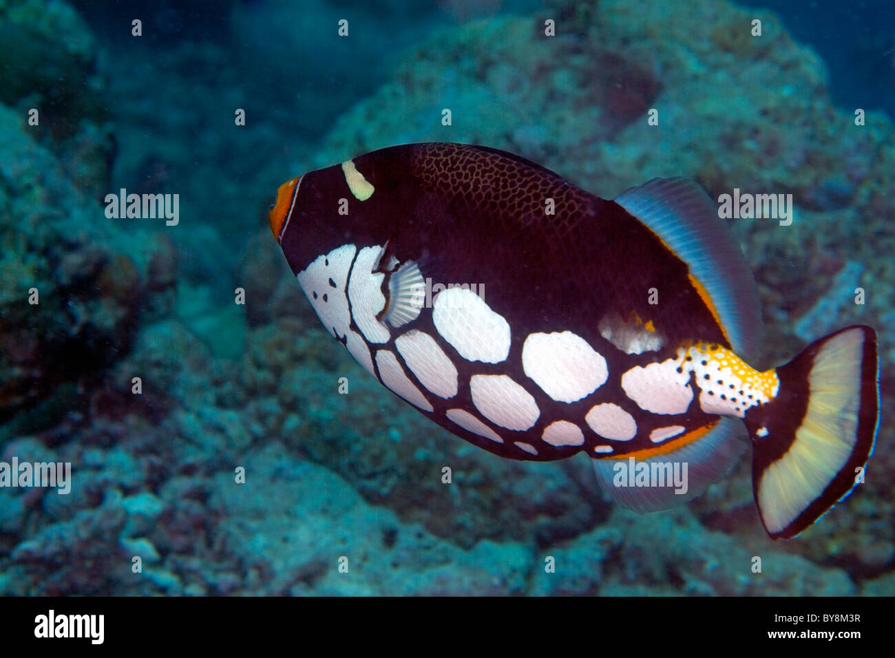 Triggerfish hi-res stock photography and images - Alamy