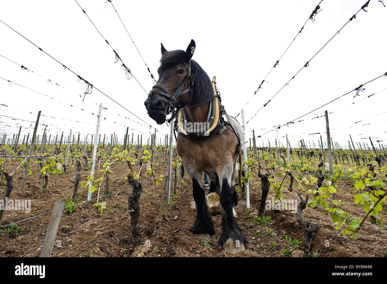 Winery "Domaine Zind-Humbrecht" (68 Stock Photo - Alamy