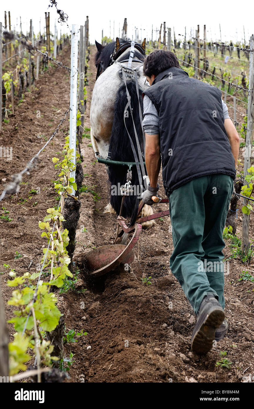 Winery "Domaine Zind-Humbrecht" (68 Stock Photo - Alamy