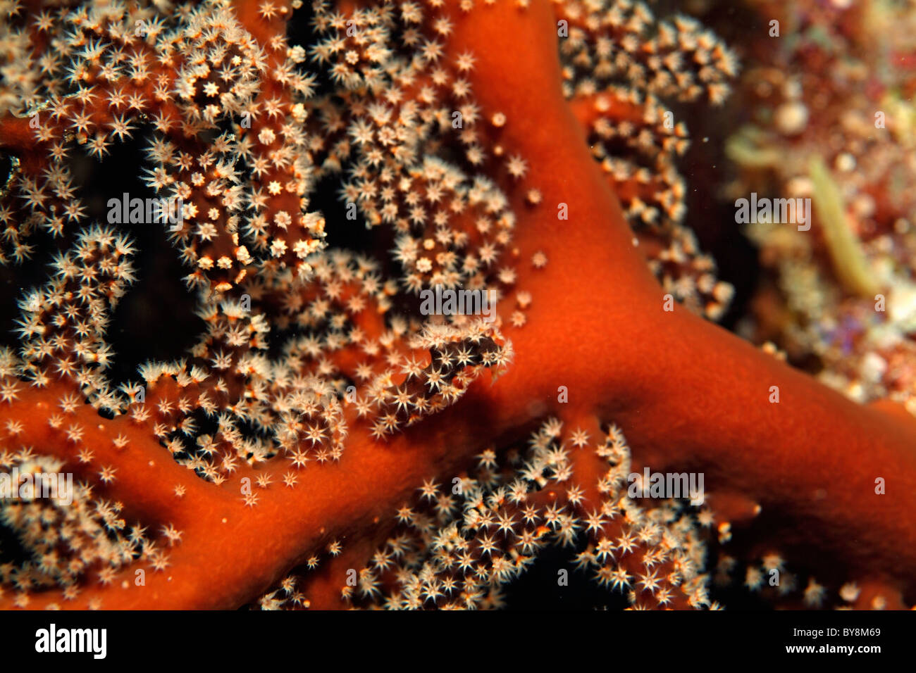 Bumpy underwater hi-res stock photography and images - Alamy