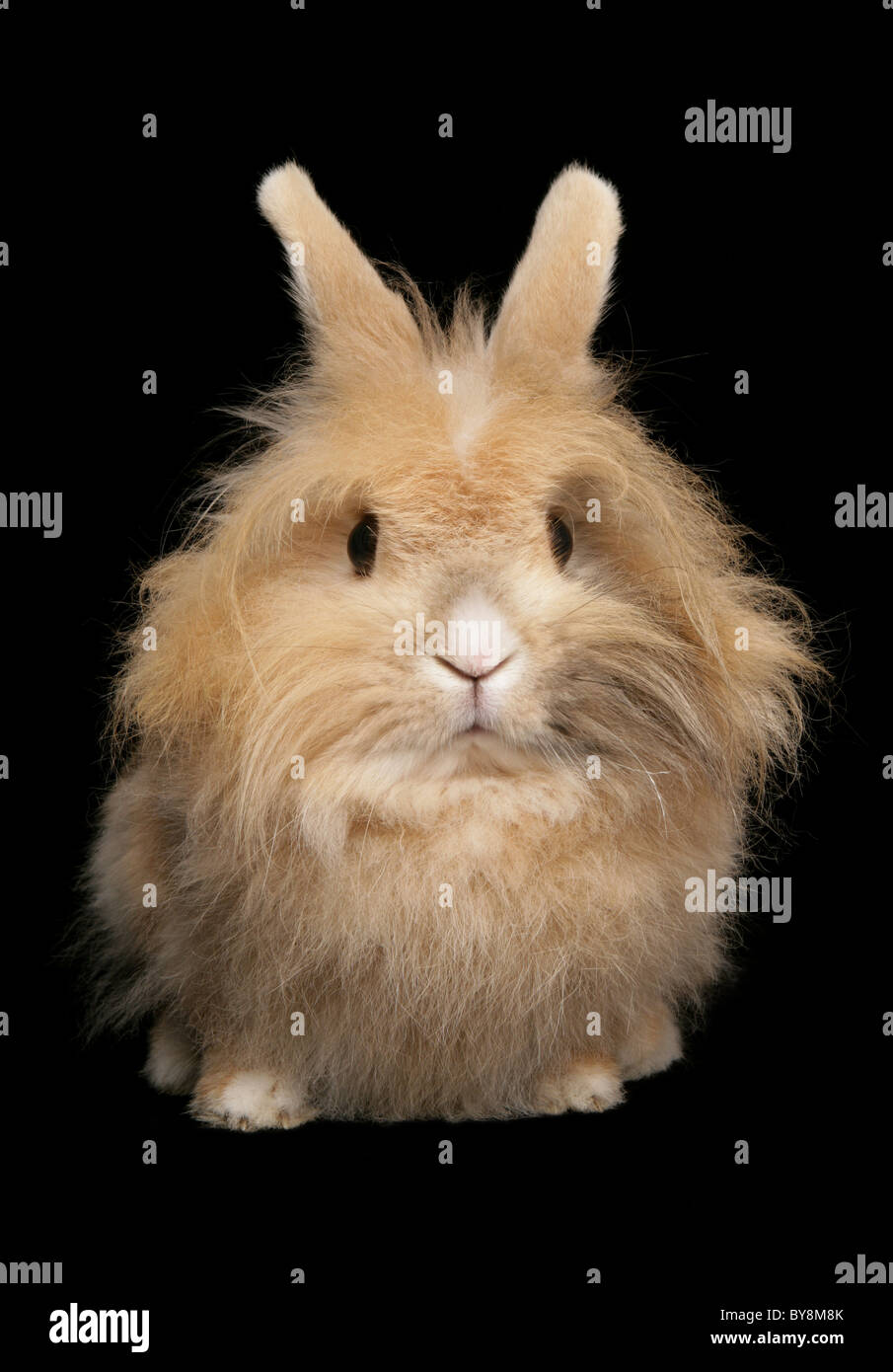 Female rabbit hi-res stock photography and images - Alamy