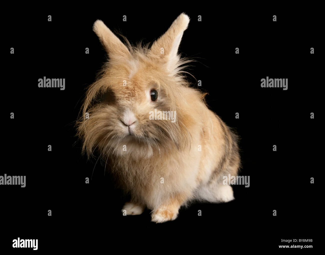 Domestic rabbit hi-res stock photography and images - Alamy