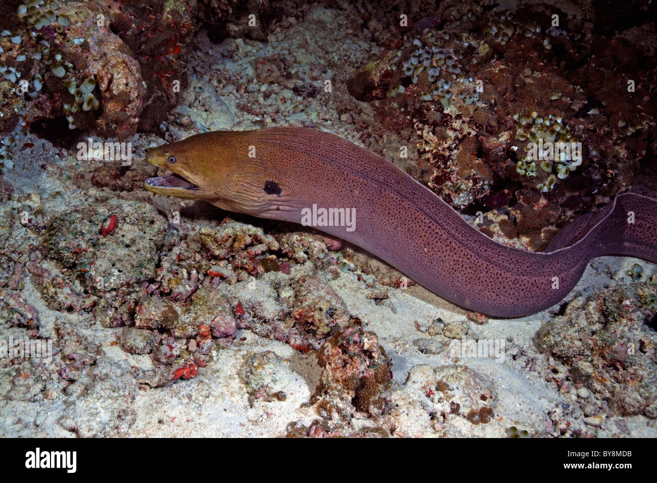 Giant Moray (Gymnothorax javanicus) hunting underwater Stock Photo - Alamy