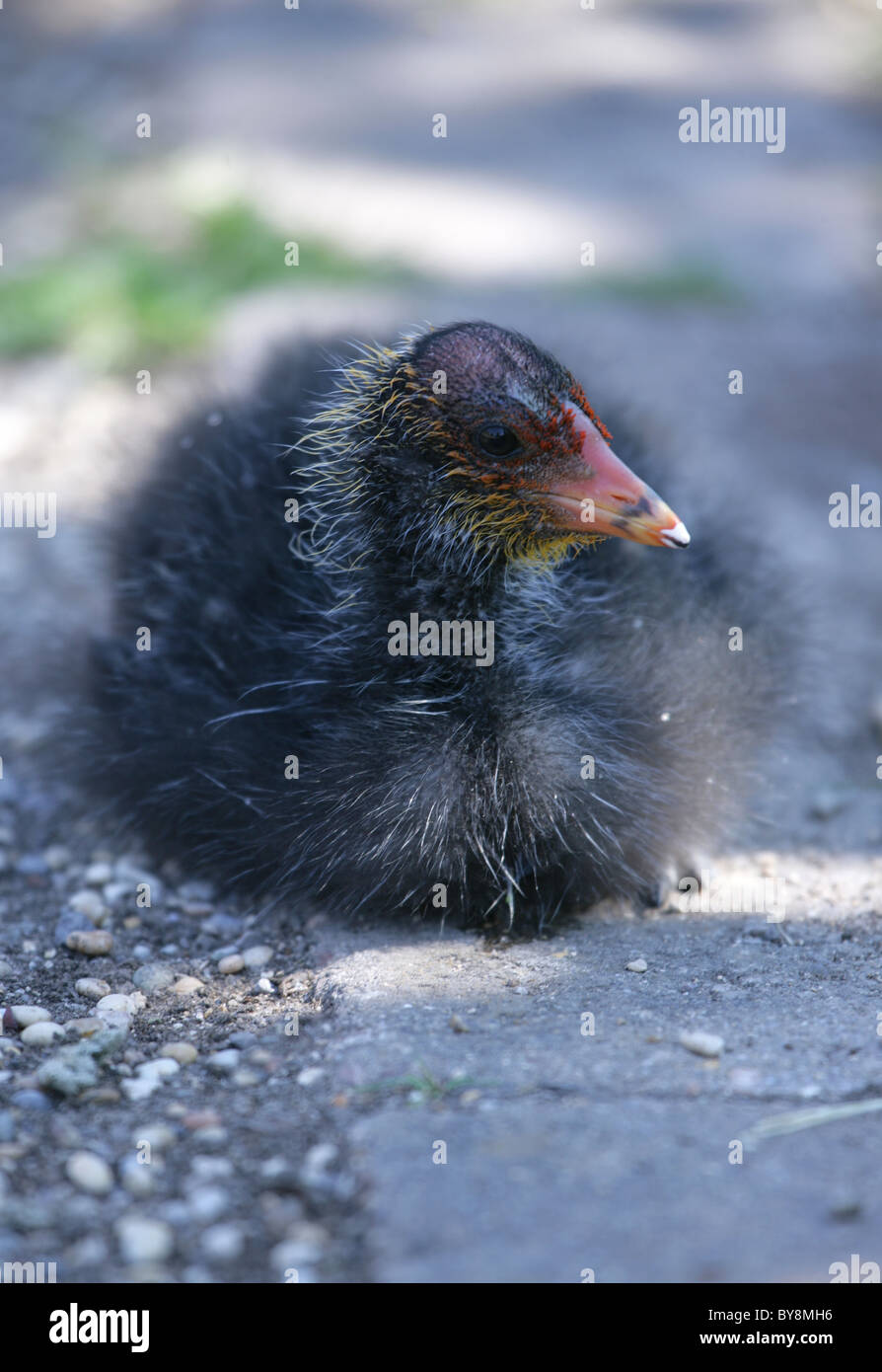 Juvenile coot hi-res stock photography and images - Alamy