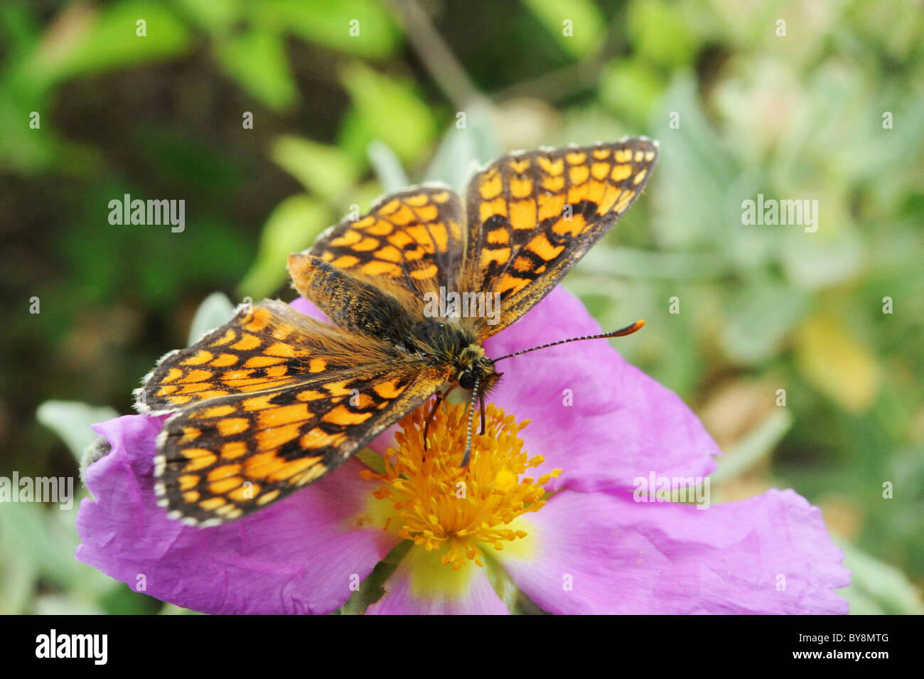 Butterfly Heath Fritillary Stock Photo - Alamy