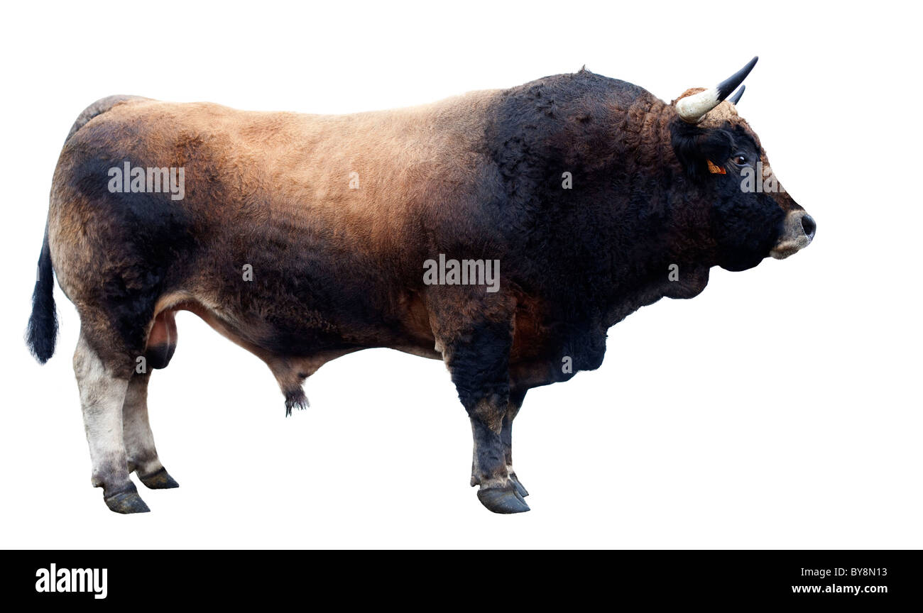 Cut the bull Cut Out Stock Images & Pictures - Alamy