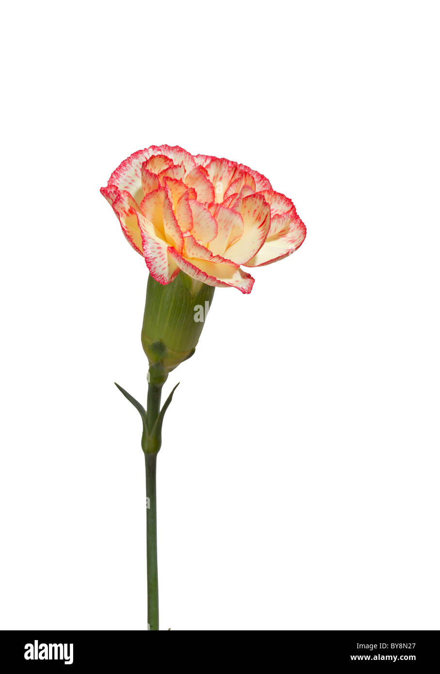 Single carnation on white background Stock Photo - Alamy