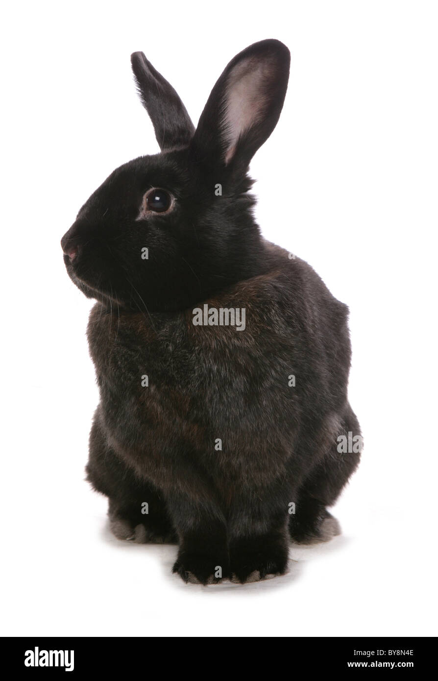 Domestic Rabbit Portrait of single adult Studio, UK Stock Photo - Alamy