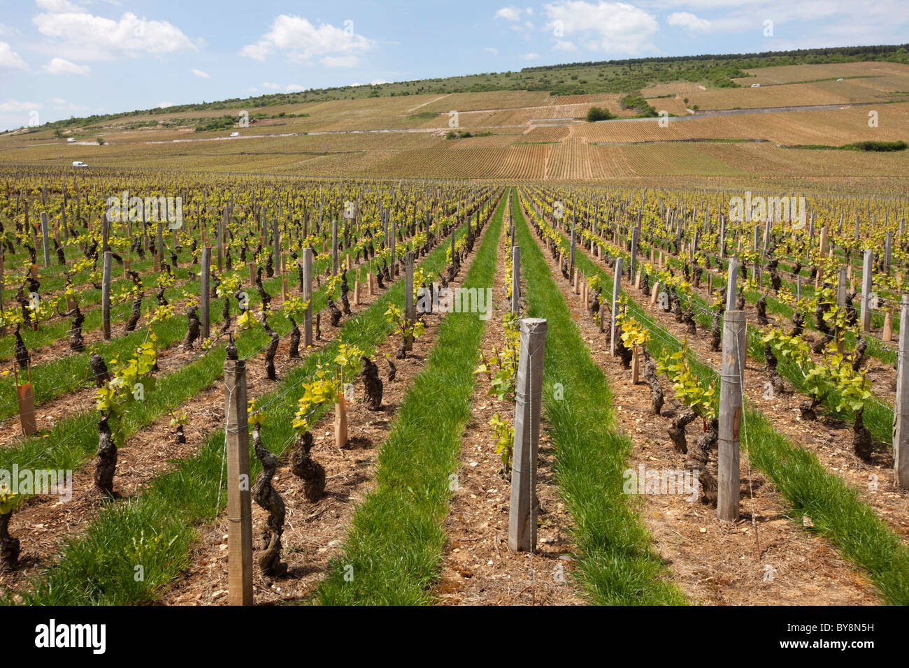 Vineyard in Burgundy ("Bourgogne Stock Photo - Alamy