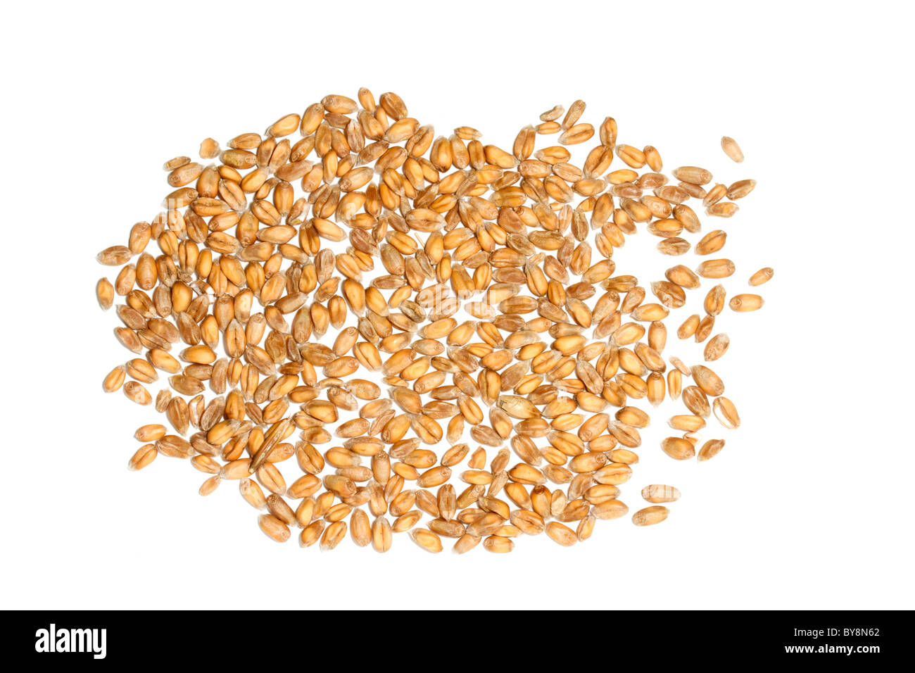 Wheat grain hi-res stock photography and images - Alamy
