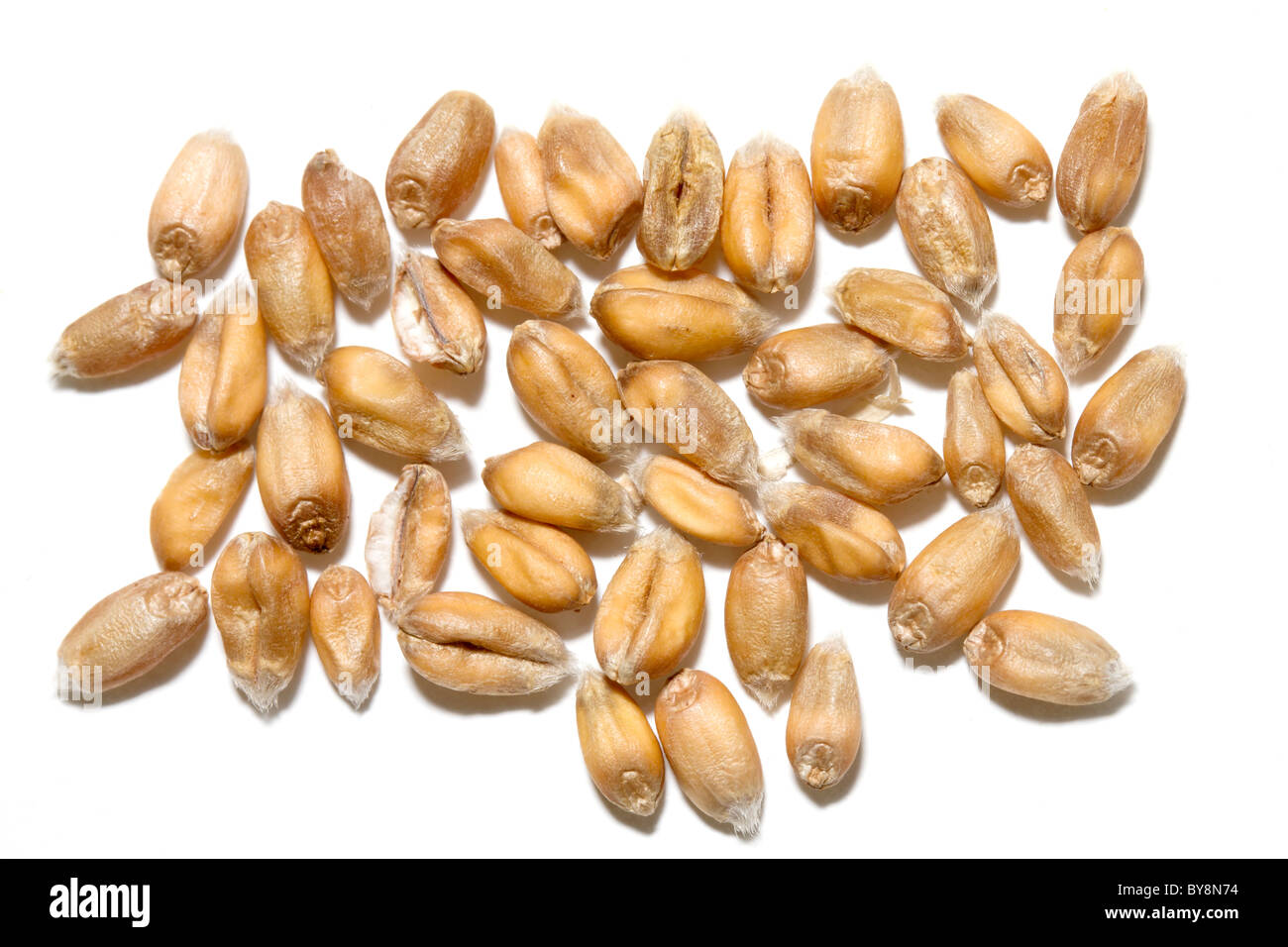 Close up wheat grains Stock Photo - Alamy