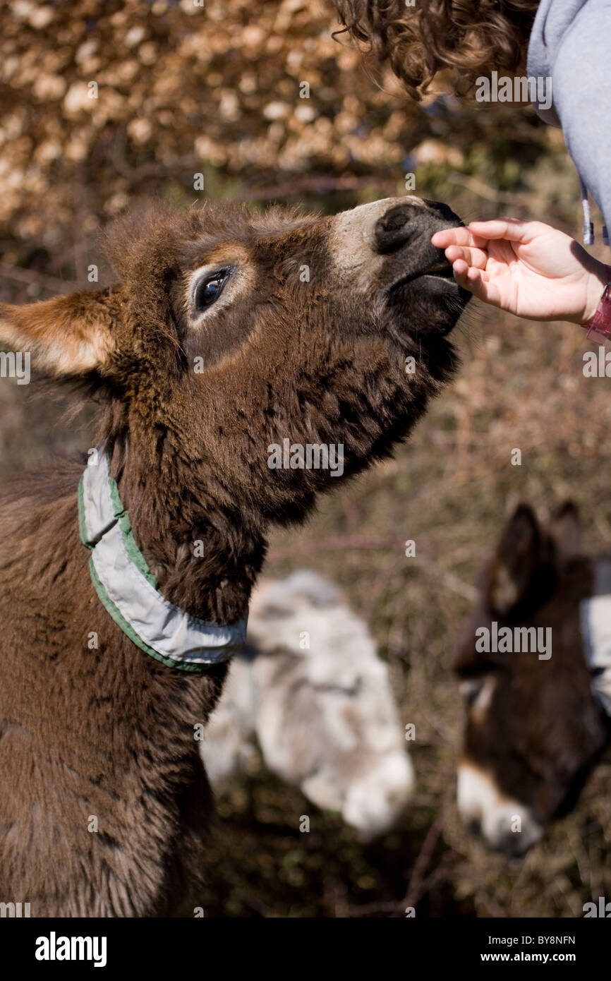 Male donkey hi-res stock photography and images - Alamy