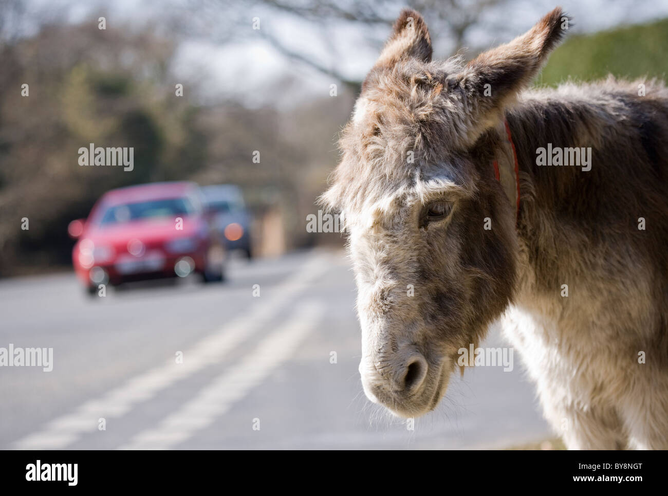 Male donkey hi-res stock photography and images - Alamy
