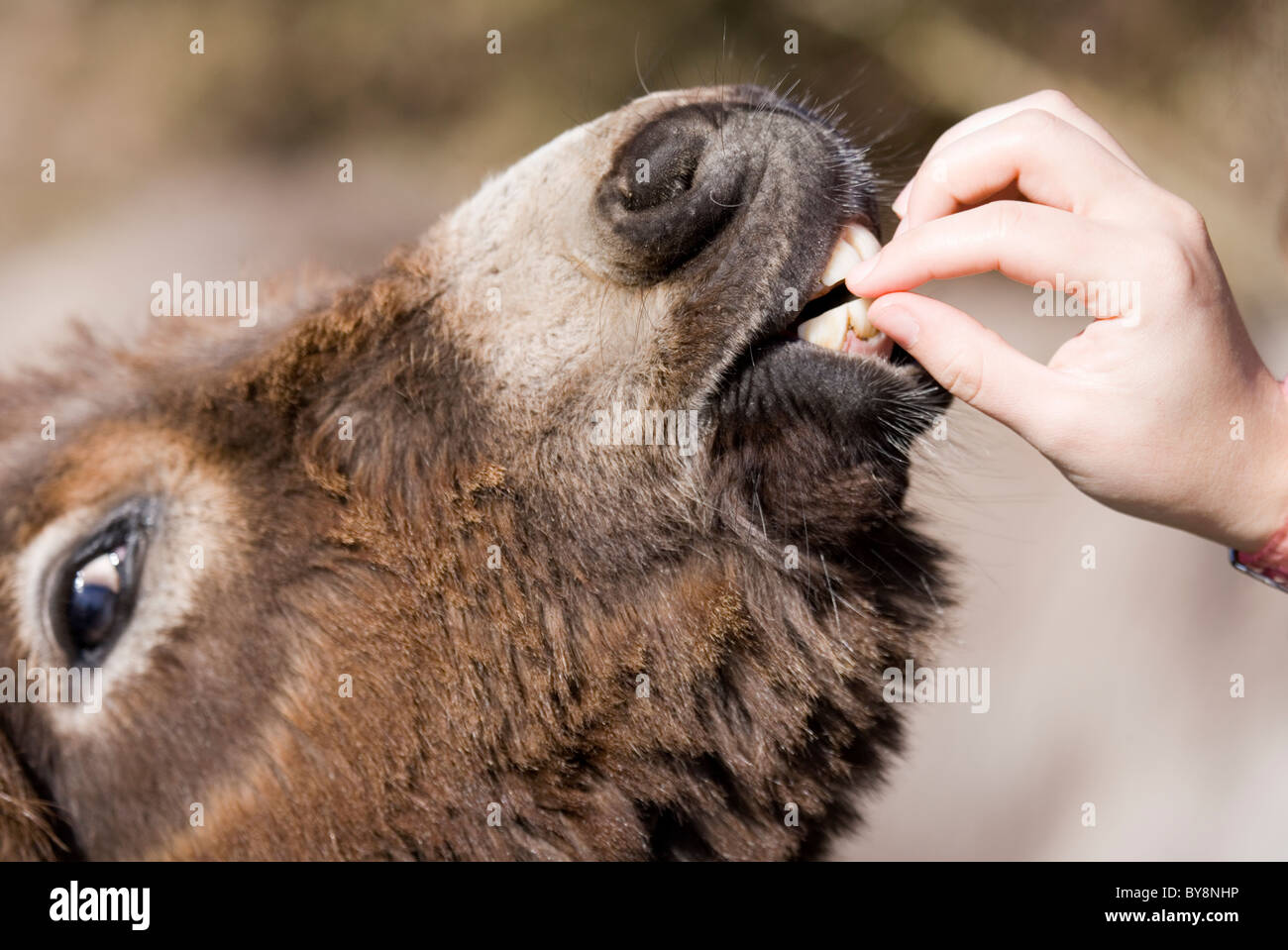 Donkey Women playing with young male donkey New Forest, UK Stock Photo ...