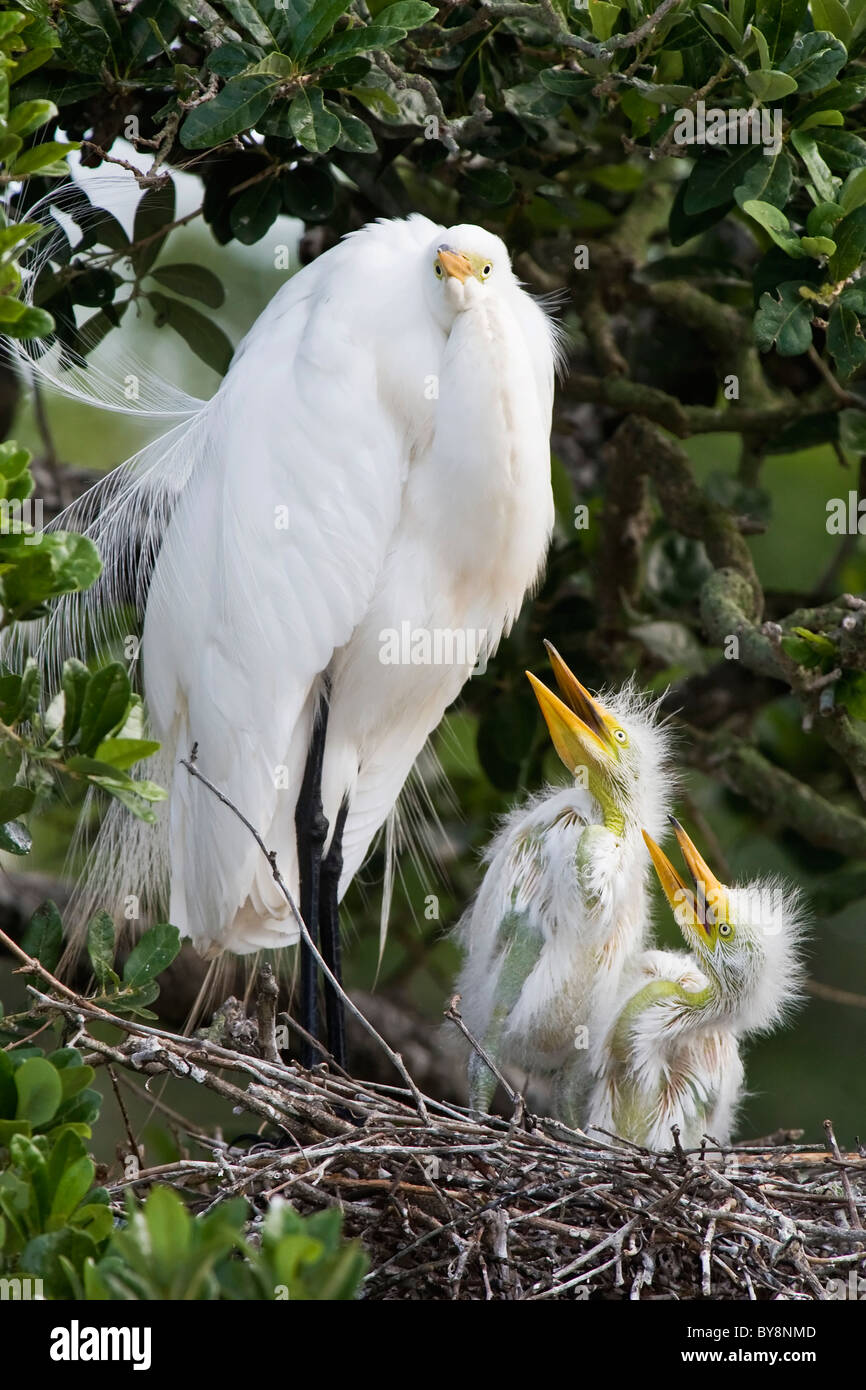 Adult and baby bird hi-res stock photography and images - Alamy