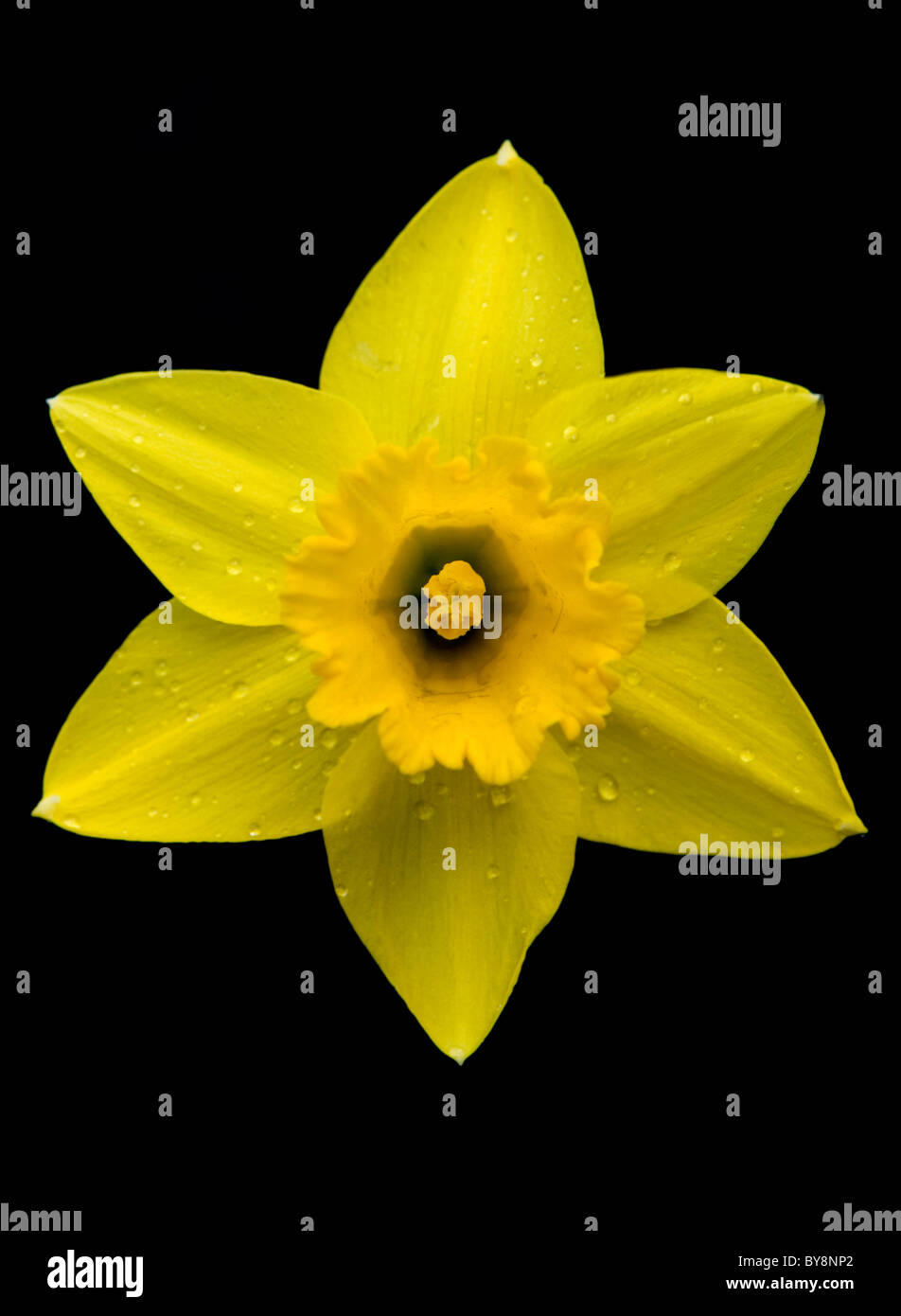Flower daffodil hi-res stock photography and images - Alamy