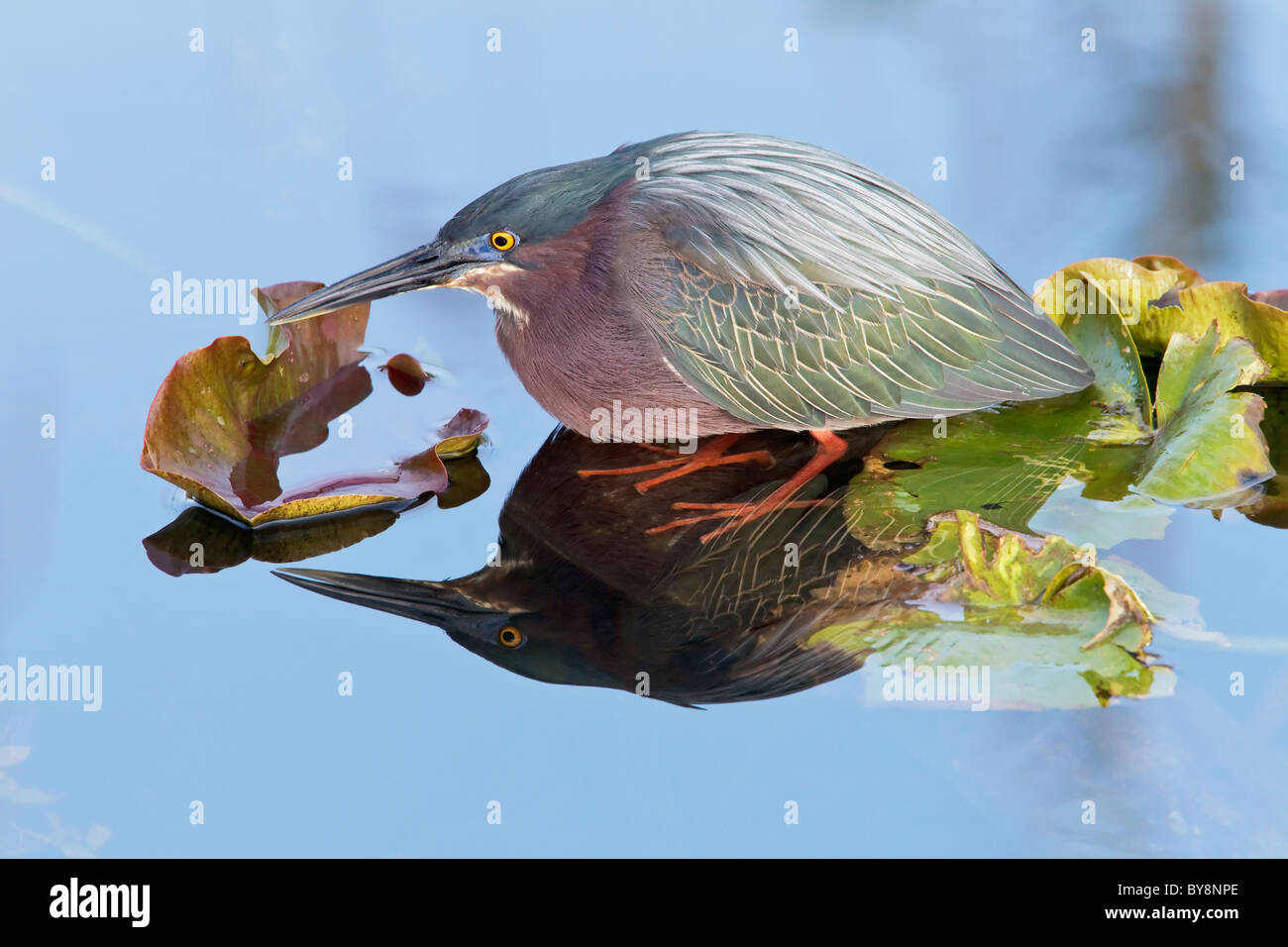 An alert and watchful adult Green Heron Stock Photo - Alamy