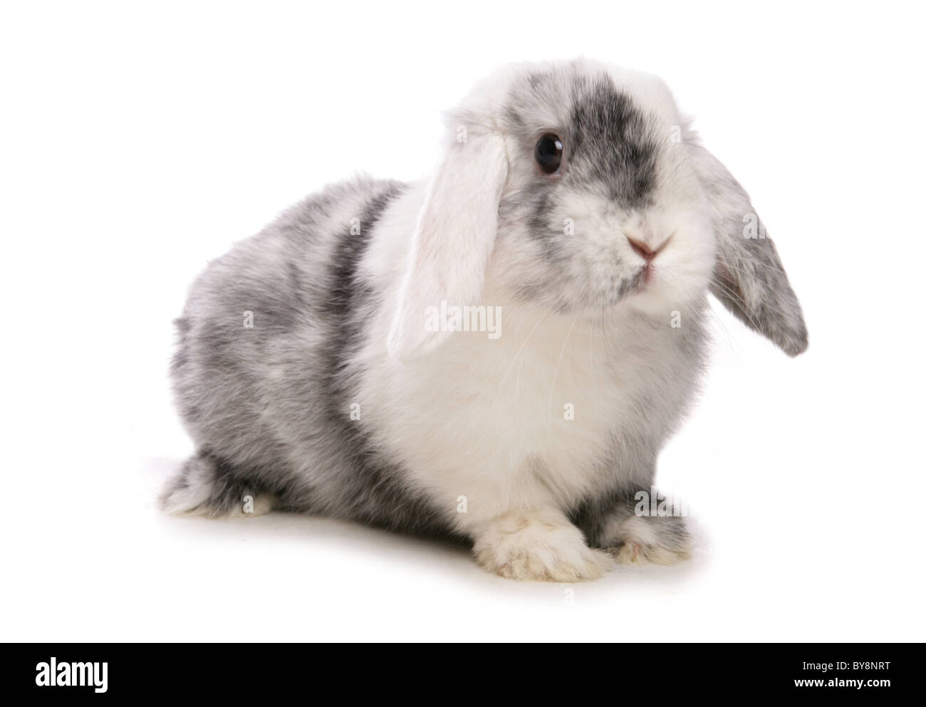 Domestic Rabbit Portrait of single adult Studio, UK Stock Photo - Alamy