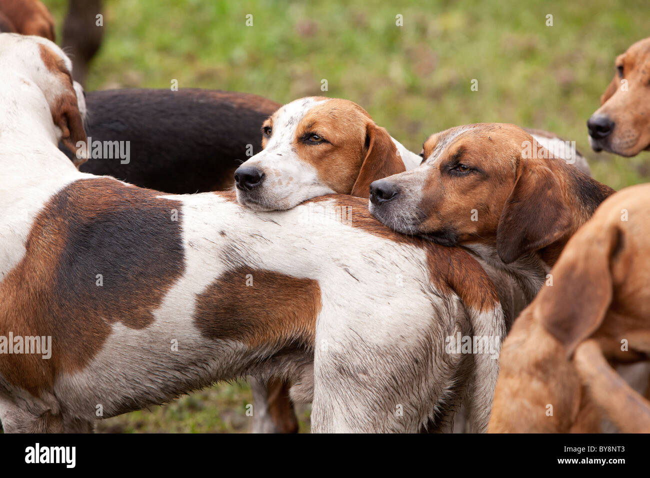 Two hounds resting heads on another hound's back Stock Photo - Alamy