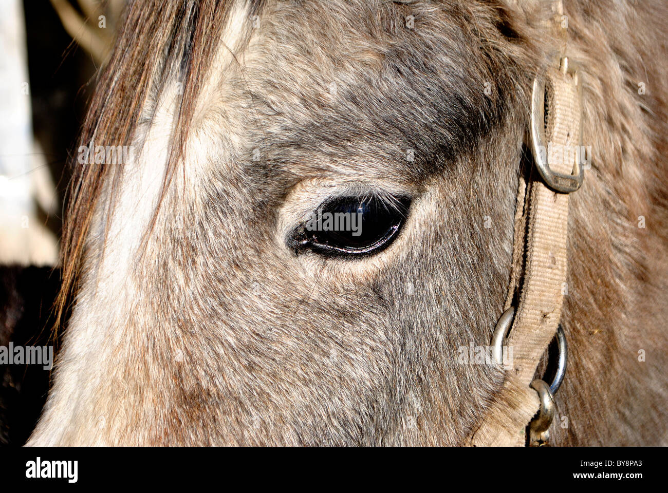 detail of a horse eye Stock Photo - Alamy
