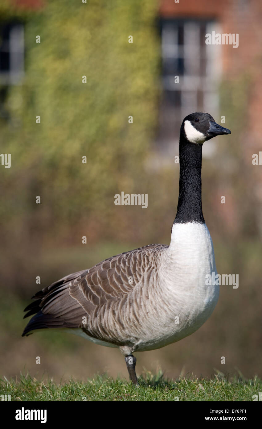 Single goose hi-res stock photography and images - Alamy