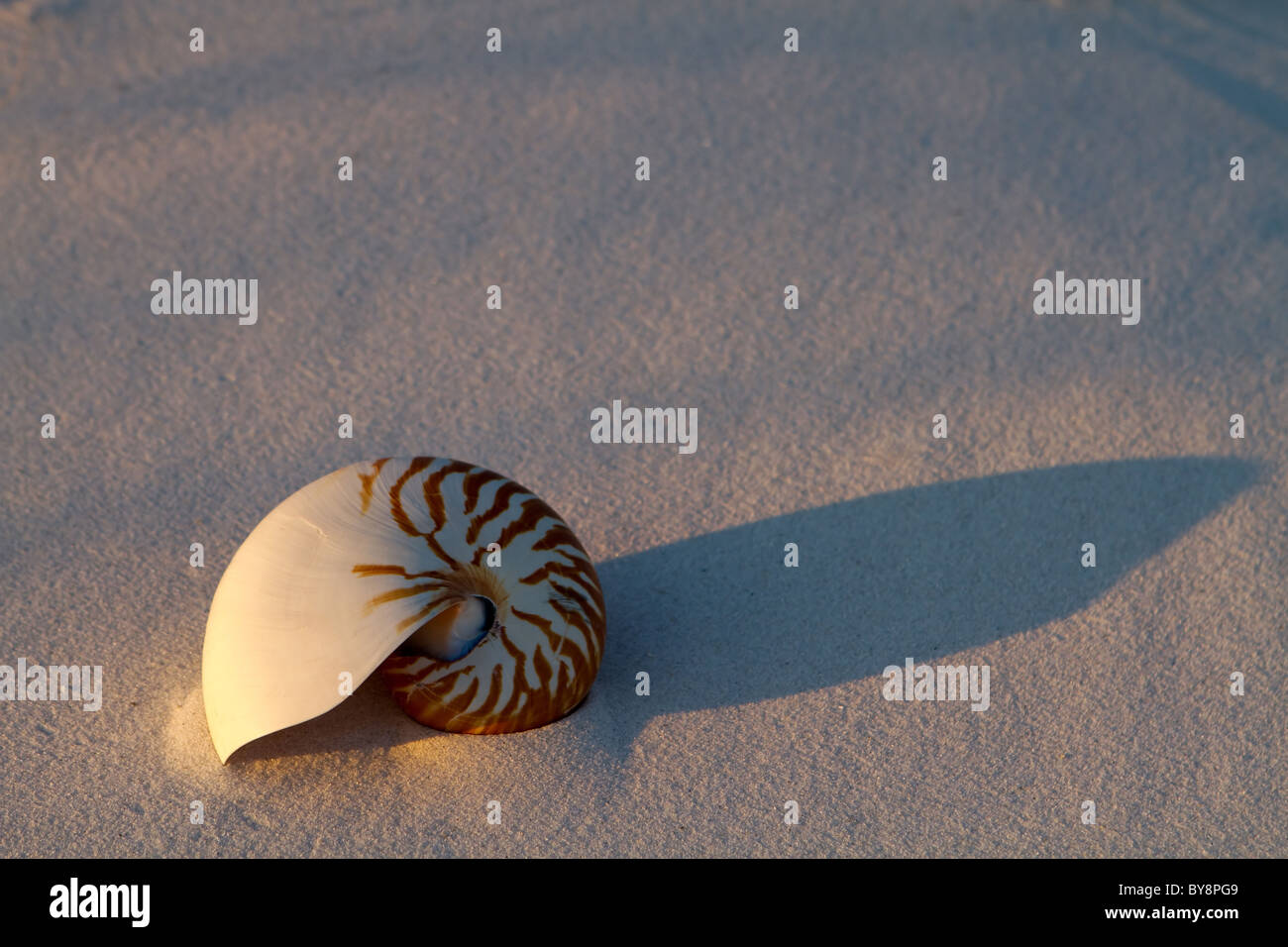 Nautilus shell hi-res stock photography and images - Alamy