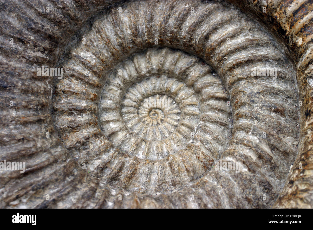 Titanites ammonite hi-res stock photography and images - Alamy